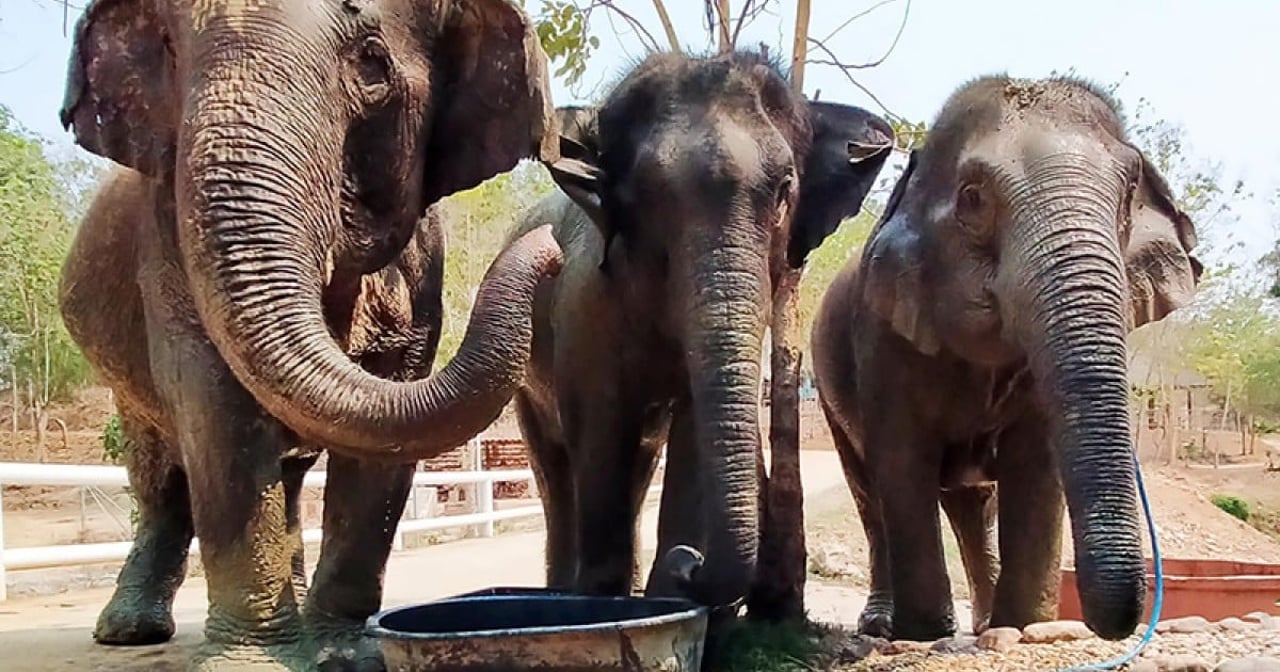 Your support feeds hungry elephants in Thailand