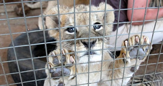 Lions are suffering | World Animal Protection UK