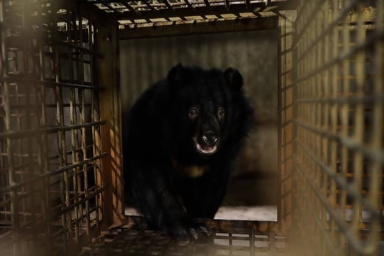 The bear bile industry | World Animal Protection UK