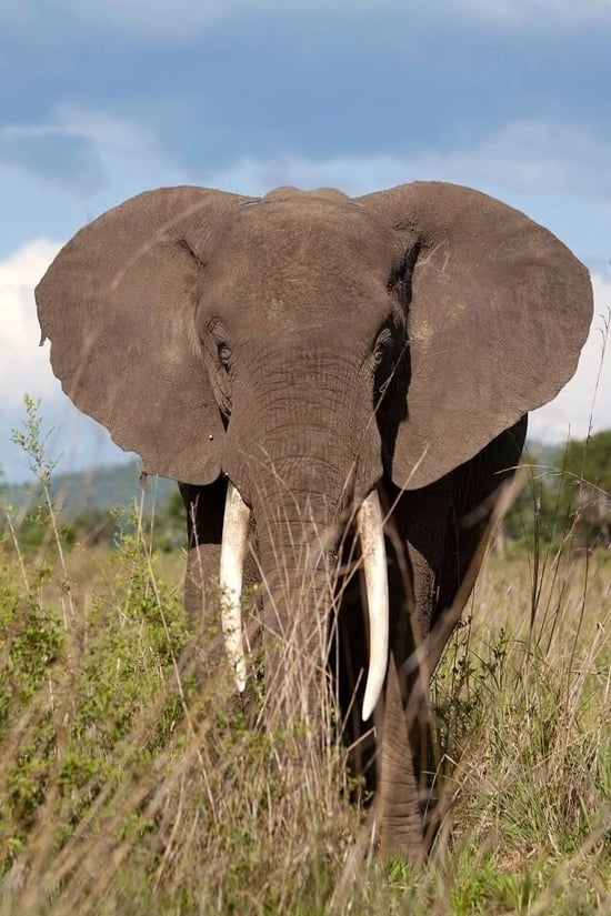 How to leave a gift in your Will | World Animal Protection UK