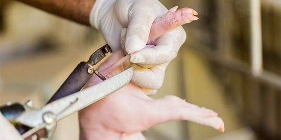 Donate to protect pigs | World Animal Protection UK