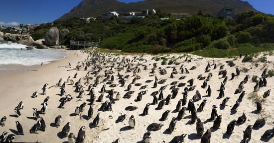 7 fun facts about penguins for World Penguin Day | World Animal ...