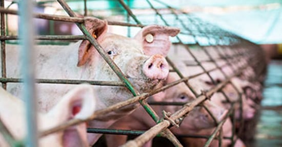 Donate to protect pigs | World Animal Protection UK