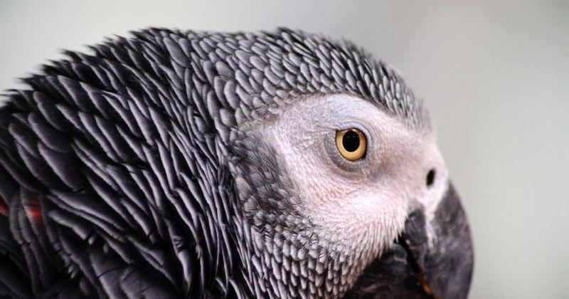 A day in the life of a poached parrot