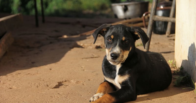 Busting 5 myths about dogs: The truth behind canine misconceptions