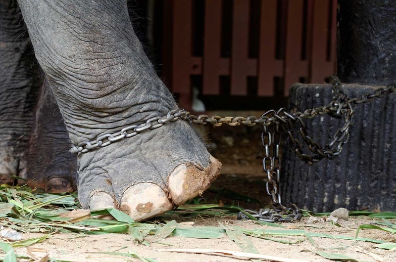 Taken for a ride: Thousands of elephants exploited for tourism are held ...