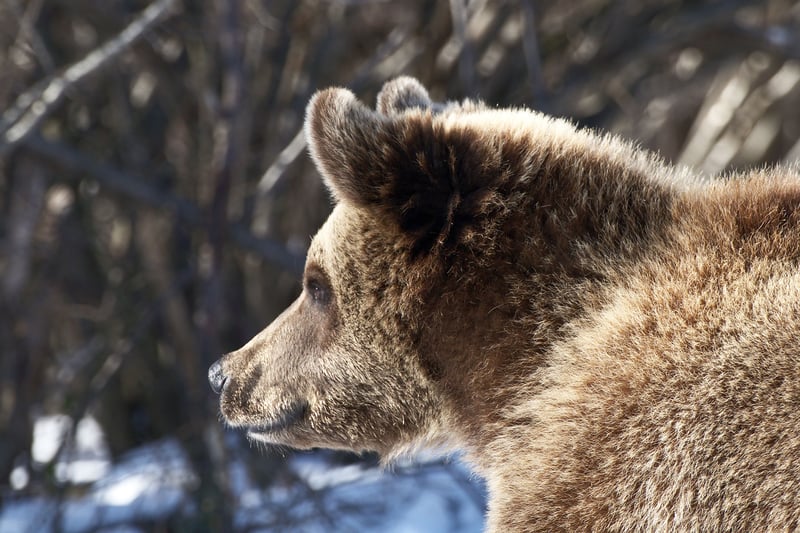 30 years and counting protecting bears
