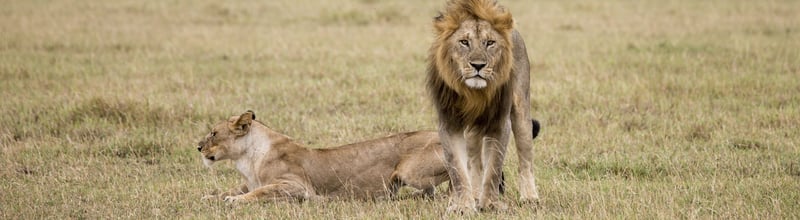 It's just one lion: so why the public outrage? | World Animal Protection UK
