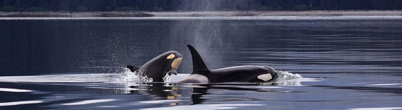 Amazing animals: Fun facts about orcas