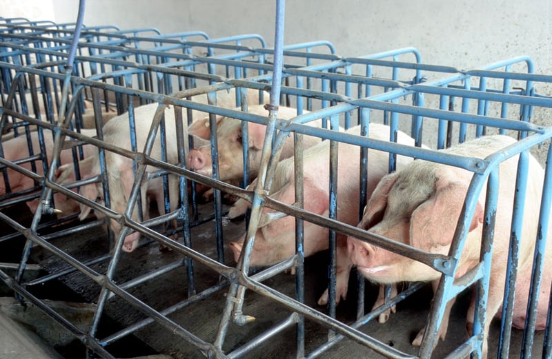 Industrial farming practices often lead to unhealthy diets and food ...