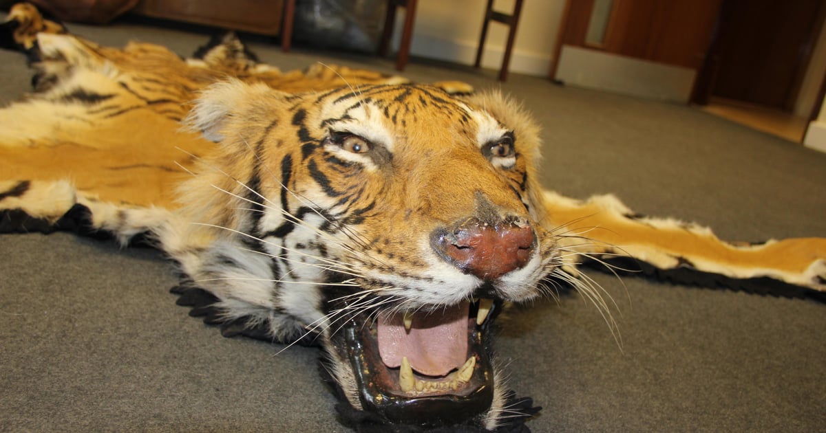 The fire behind the campaign | World Animal Protection UK