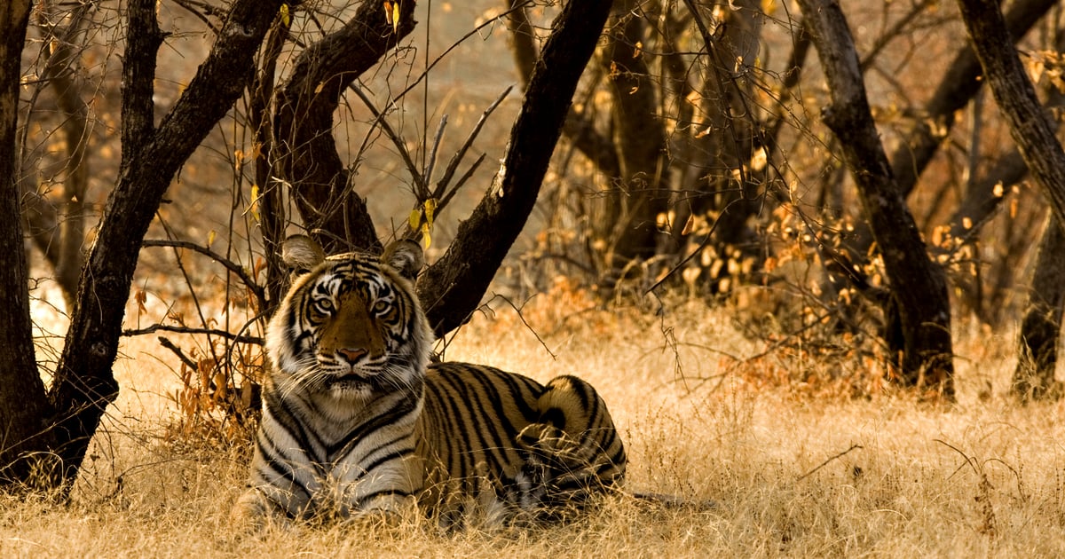 Oxford scientists’ call to creative minds – Can you think for tigers?