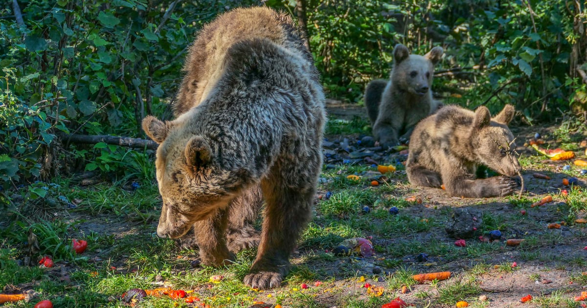 8 Surprising Bear Facts You Didn’t Know (But Should)