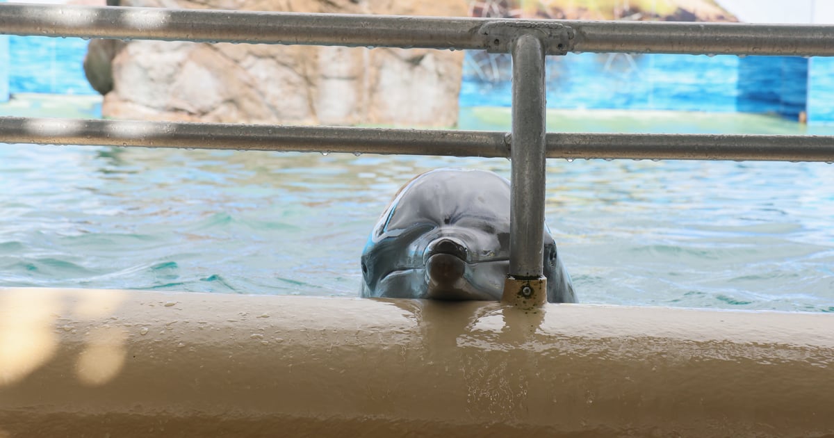Celebrities urge TUI to stop selling cruel dolphin shows