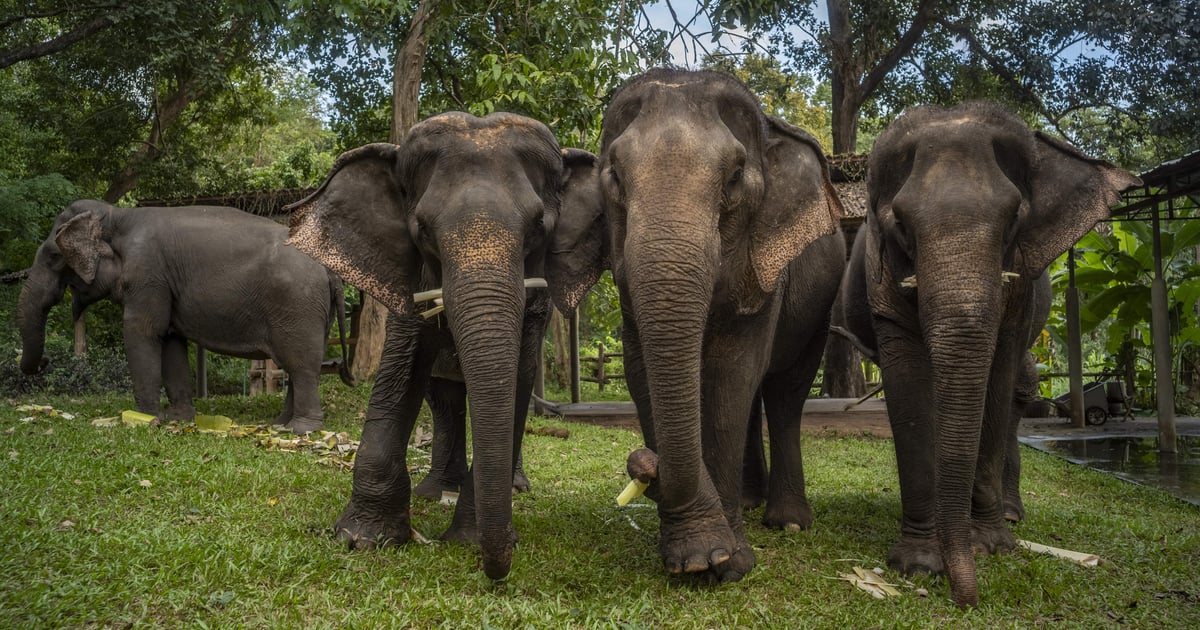 Adopt an elephant today | World Animal Protection UK