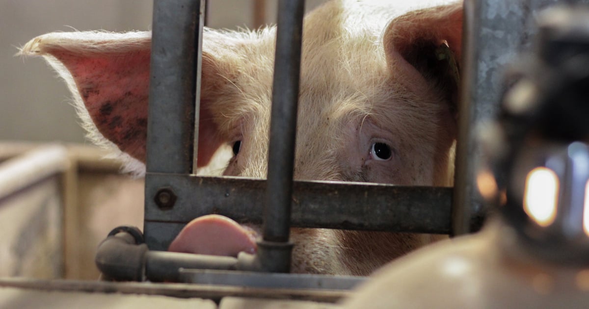 Cranswick launches review following pig farm abuse scandal