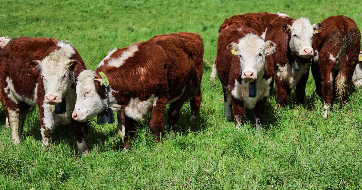 SFI Scheme Closure Threatens Shift to Sustainable Farming