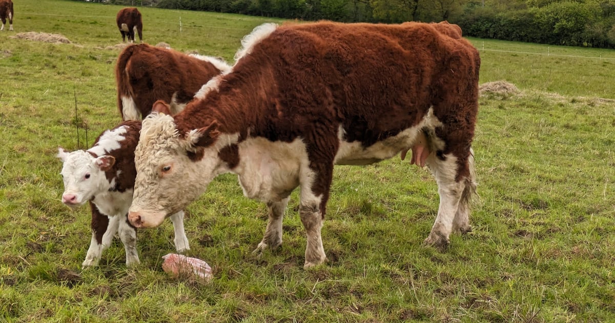 A better way to farm for animals, people and nature