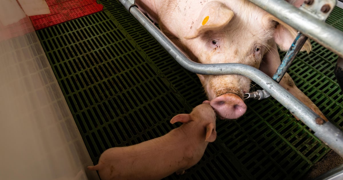 Unmasking JBS: The Meat Giant’s Web of Corruption | World Animal ...