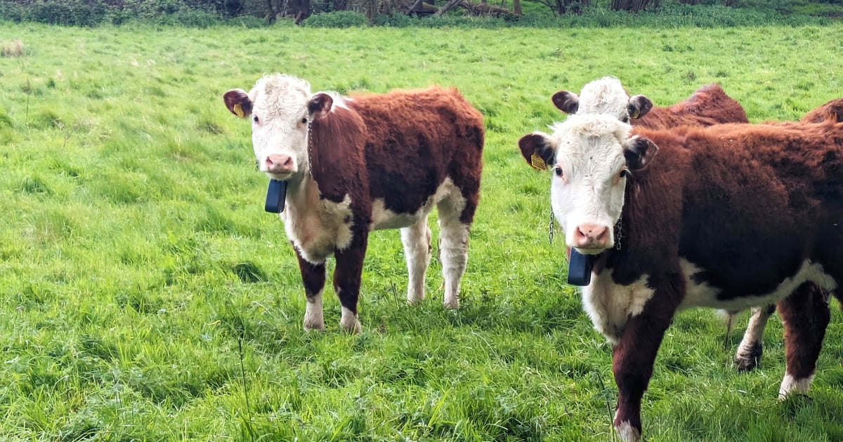 DEFRA abruptly halts Sustainable Farming Incentive Scheme