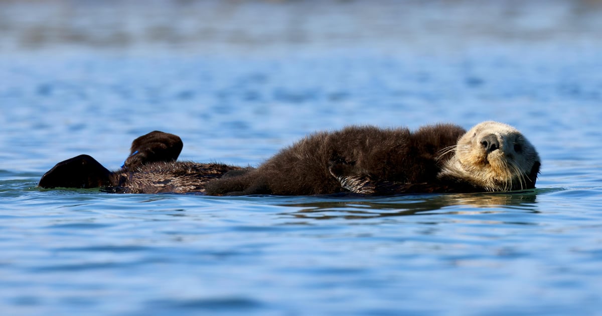 10 interesting facts about otters | World Animal Protection UK