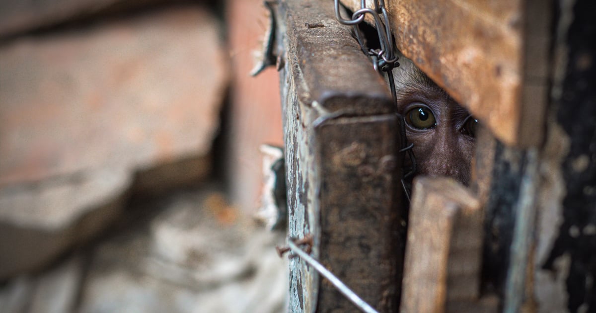 Help 31 Rescued Monkeys | World Animal Protection UK