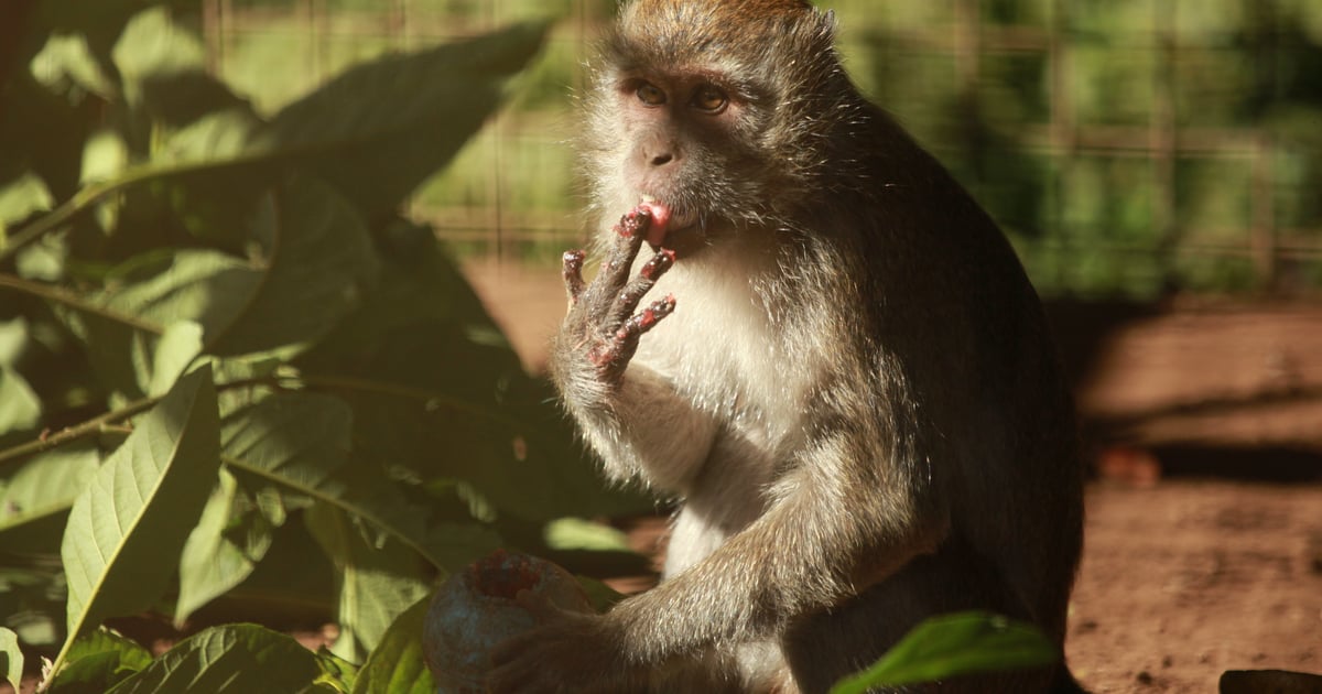 Monkey Freedom Project: Meet Panjul | World Animal Protection UK