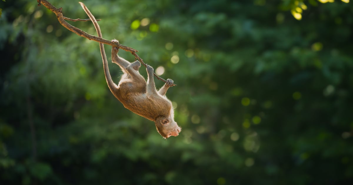 Monkey Freedom Project Hub | World Animal Protection UK