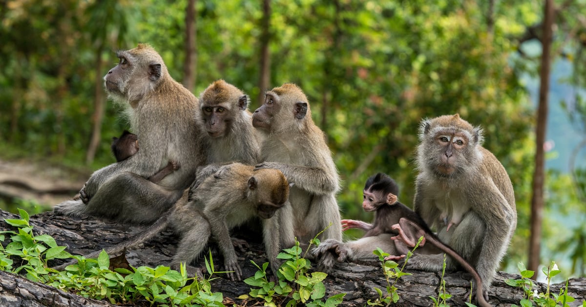 Monkey Freedom Project: Meet the monkeys | World Animal Protection UK