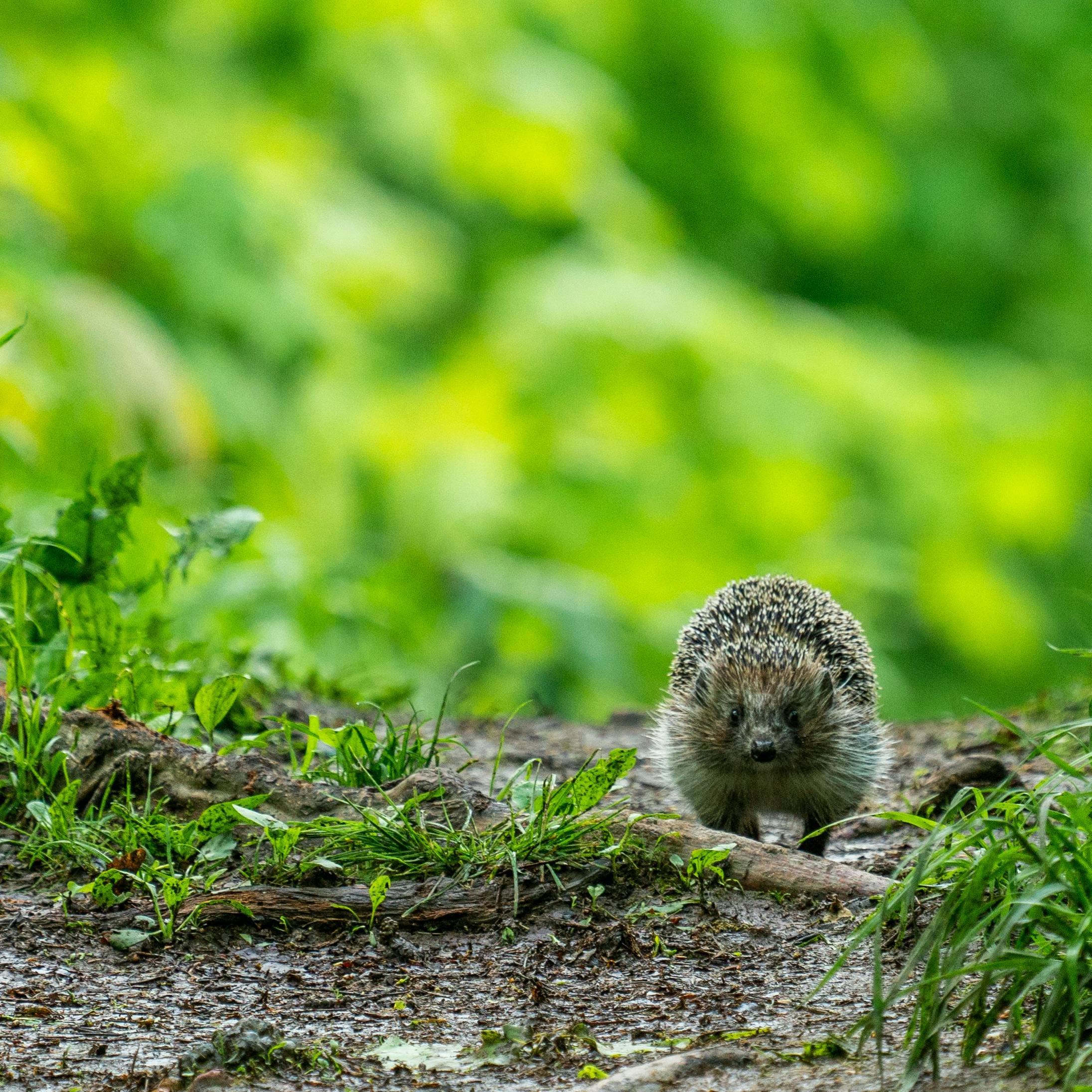 How to help a hedgehog in need | World Animal Protection UK