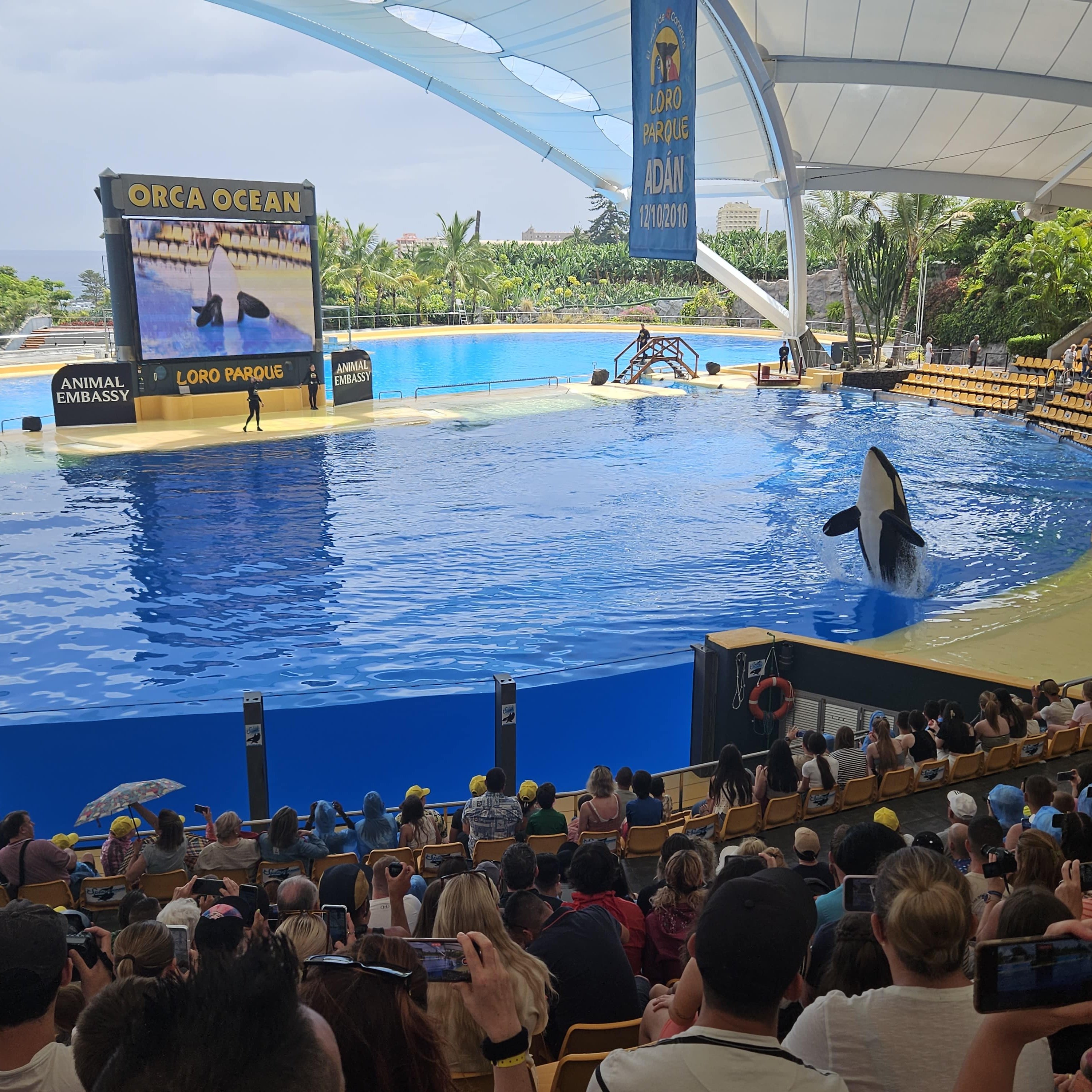 French government blocks marineland orcas' chance for sanctuary