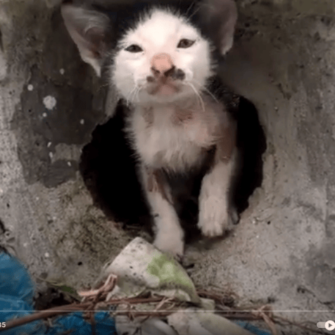 New report exposes dangerous fake animal rescues on social media ...