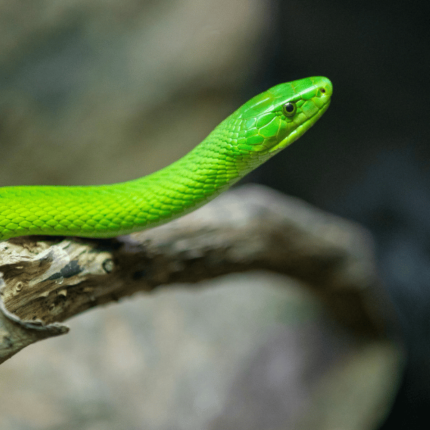7 fascinating facts about snakes | World Animal Protection UK