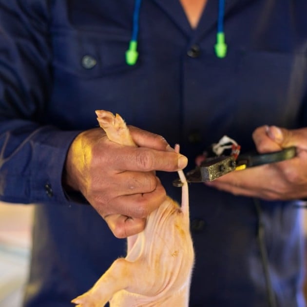Why the little pig lost his tail - the cruel practice of “tail docking”