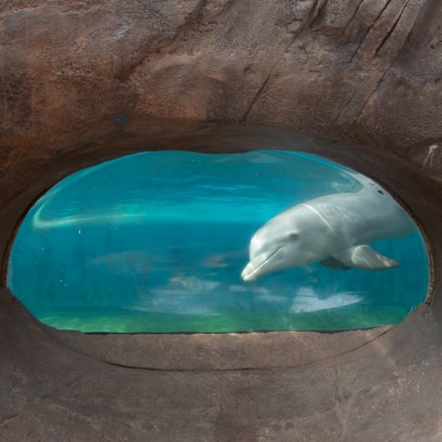 Behind the smiles: The suffering endured by captive dolphins