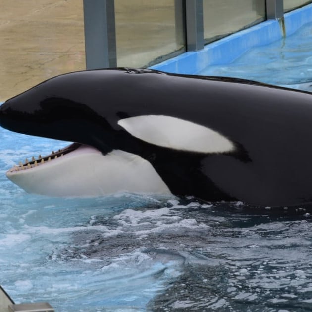 10 Years Later: Blackfish's lasting impact on captive orca awareness