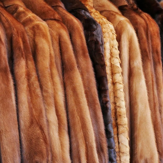 The horrors behind wearing fur skin and feathers