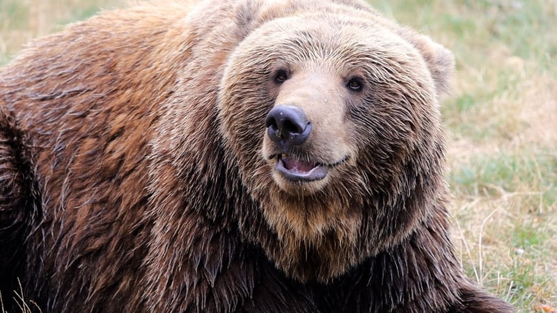 Bolik the bear returns from hibernation and finds an ice rink