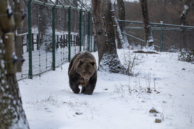 Why Jean the bear is digging a den instead of fully hibernating