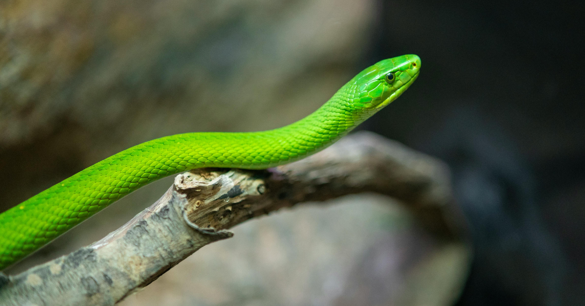7 fascinating facts about snakes | World Animal Protection UK