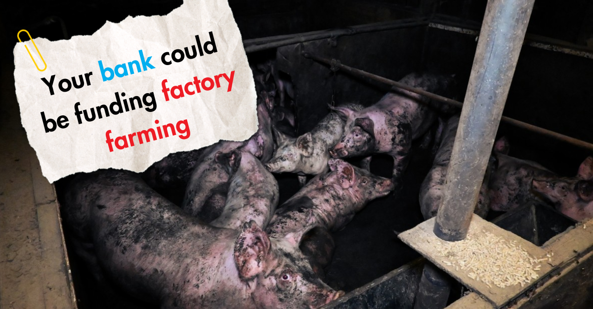 How banks are funding JBS and fuelling animal cruelty