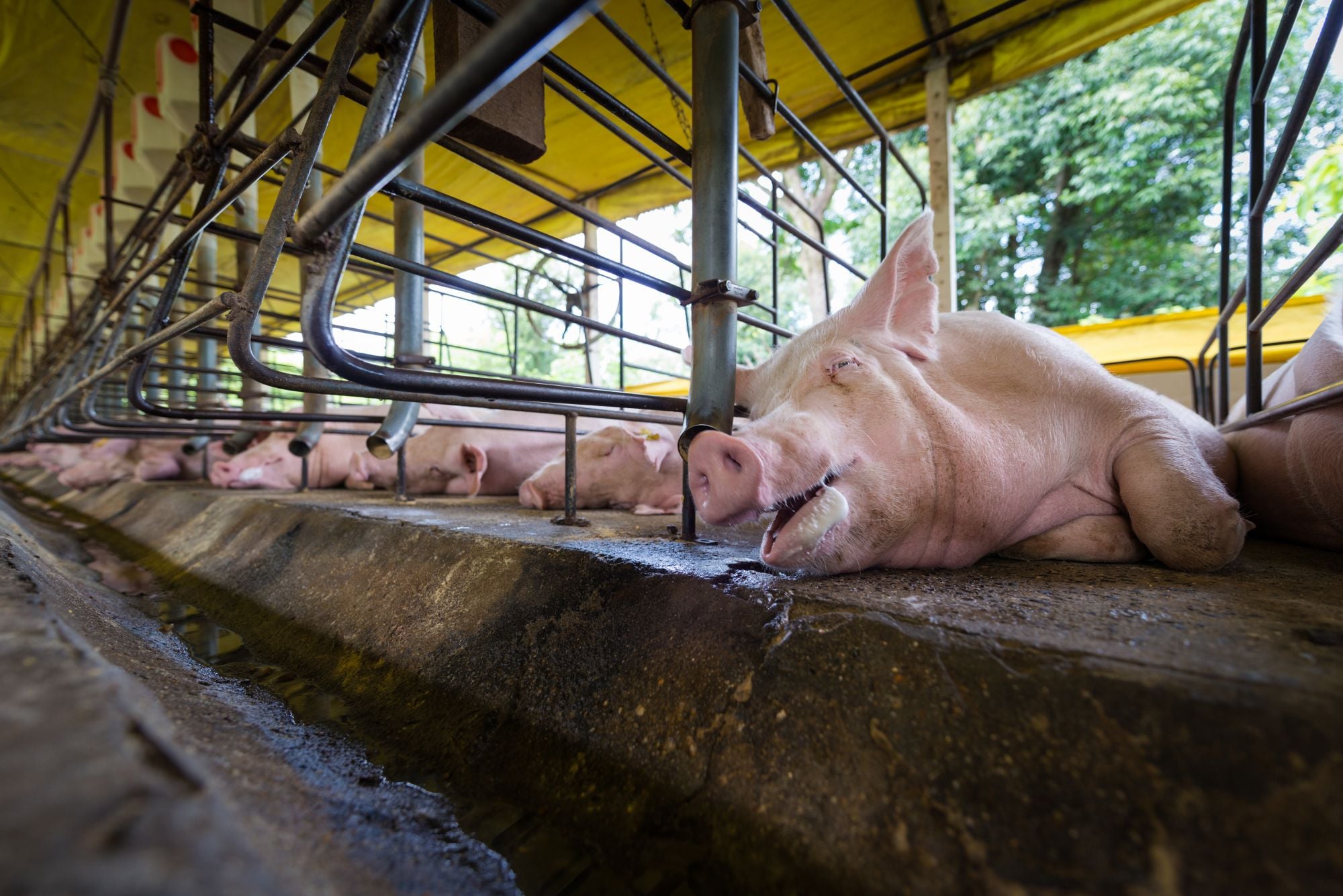 Ending Factory Farming | World Animal Protection UK
